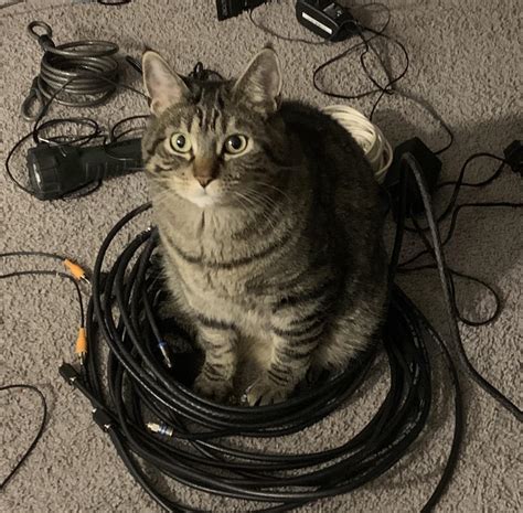 A Coil Of Coaxial Cable Caught The Cat R TheCatTrapIsWorking