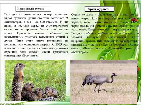 Животные и растения Белгородской области помещенные в Красную книгу презентация онлайн