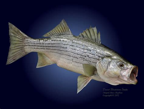 Striped Bass Fiberglass Fish Replicas And Reproductions