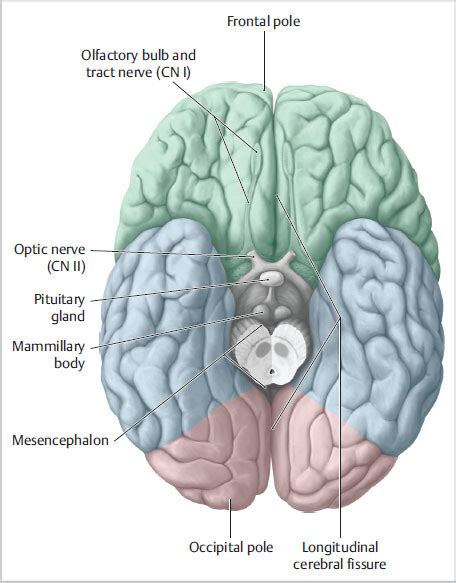 Gross Topography Of The Brain Neupsy Key