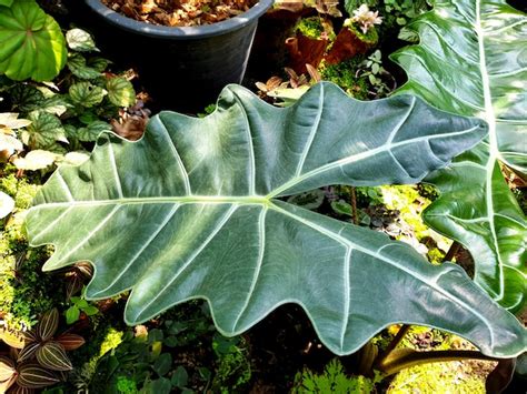 Premium Photo Green Leaves Of Alocasia In The Garden