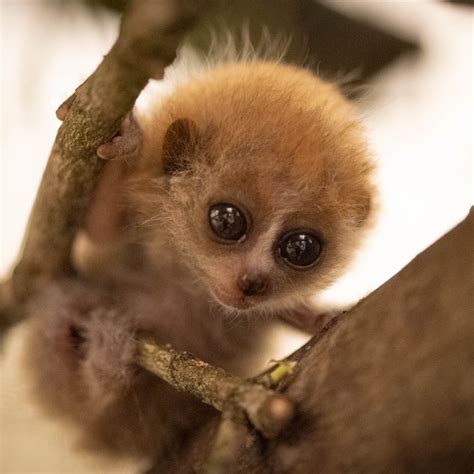 Slow Loris Photography