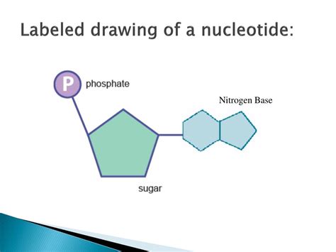 Nucleotide Labeled Diagram