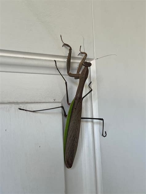 Unit Of A Preying Mantis Found In My Garage Upstate Ny Rabsoluteunits