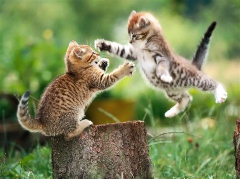 Funny Cute Cats And Puppies Funny Cats