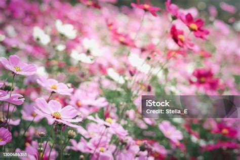 ทุ่งดอกไม้คอสมอสสีชมพูบานสะพรั่งสวนฤดูร้อนธรรมชาติที่สวยงามภาพสวนกลางแจ้ง ภาพสต็อก ดาวน์โหลด