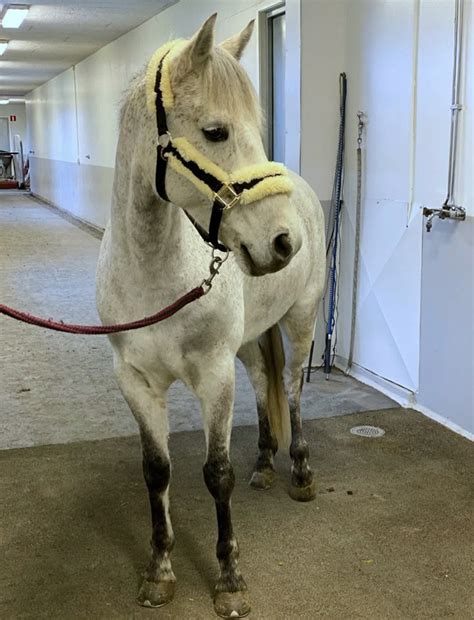 Ahar Rock Light Grey Connemara Gelding Horse Care Tips Stable Design