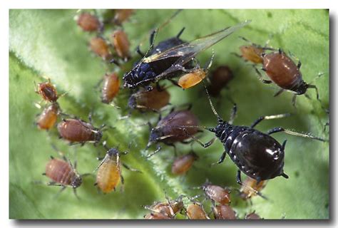 Brown Citrus Aphid Lochman Transparencieslochman Transparencies
