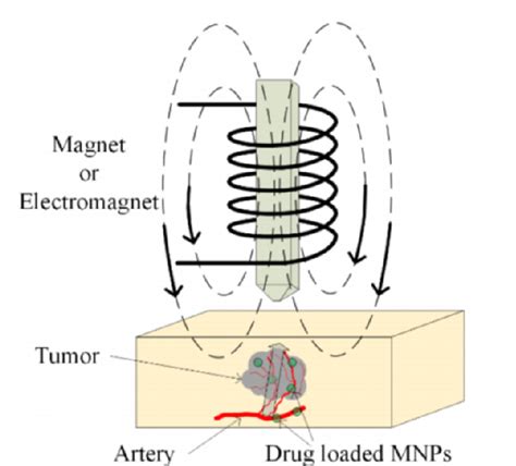 Magnetic Drug Targeting Application Drugloaded Mnps Are Directly