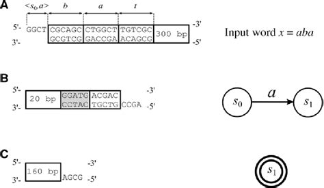 Figure From A Detailed Experimental Study Of A DNA Computer With Two Endonucleases Semantic
