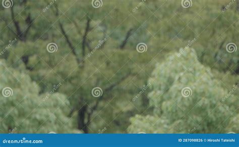 Heavy Rainfall On Trees Background Stock Footage Video Of Leaf Storm