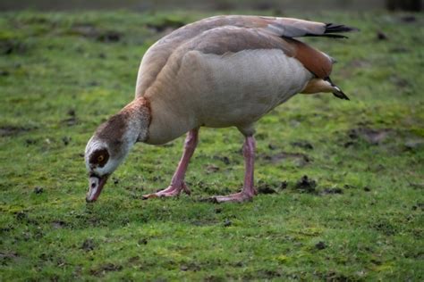 Египетский гусь Бесплатная фотография - Public Domain Pictures