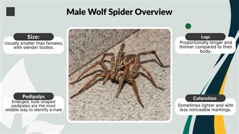 Female Wolf Spider Vs Male Wolf Spider Differences Identification