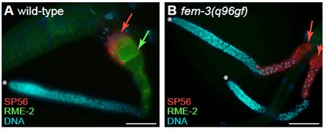 A New Transcriptomes Dataset For C Elegans Rna Seq Blog