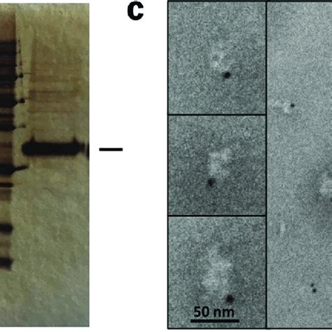 Recombinant Mray Extracted One Step From B Subtilis Using Two Download Scientific Diagram