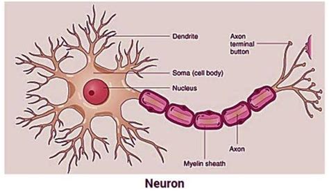 What Is The Diagram Of Neuron Unit Nervous Tissue Brainly In