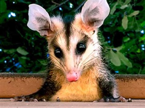 Qual Saruê Vc É Quizur