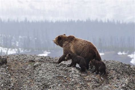 10 Interesting Facts About Bear Cubs Pictures Wildlife Informer