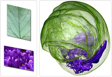 About Me Kaiyuan Tang Homepage