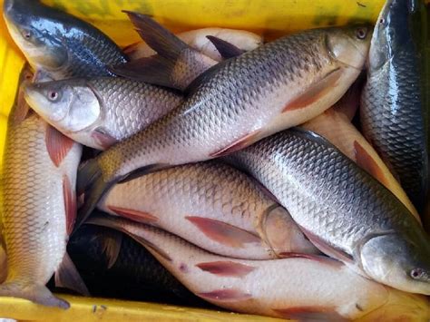 Rohu Fish Style Fresh At Rs 200 In Mumbai Id 4087588 Aahil