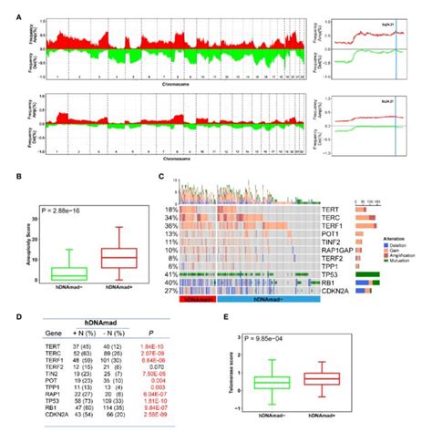 Differences In Copy Number Alterations Cnas And Telomerase Activity Download Scientific
