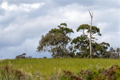 Premium Photo Long Grass In A Paddock In Australia On A Regenerative
