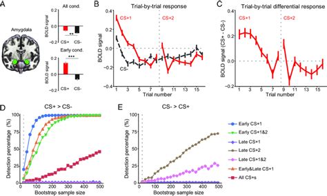 Temporal Specific Amygdala Response During Threat Conditioning A