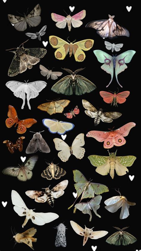 ♥︎ 𝚖𝚘𝚝𝚑𝚜 Moth Art Moth Illustration Cute Moth