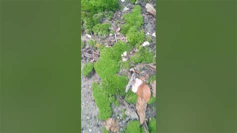 Musgos São Um Filo Cosmopolita De Pequenas Plantas Criptogamicas Não