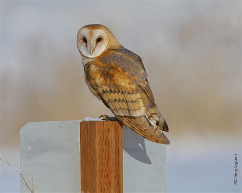 Barn Owl Habitat Map