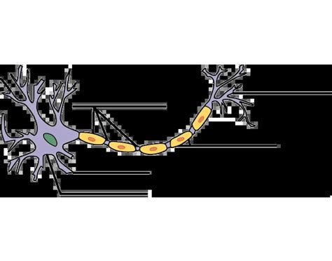 neuron labelling game