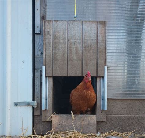 Automatic Chicken Coop Door Diy Freedom Diytype