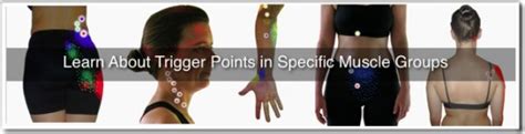 Trigger Point In Muscles Directory TriggerPointTherapist Com