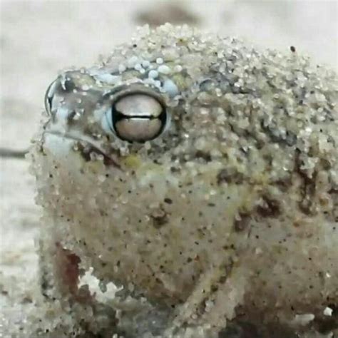 Create Meme Desert Frog Uskoro Desert Rain Frog Sand Frog