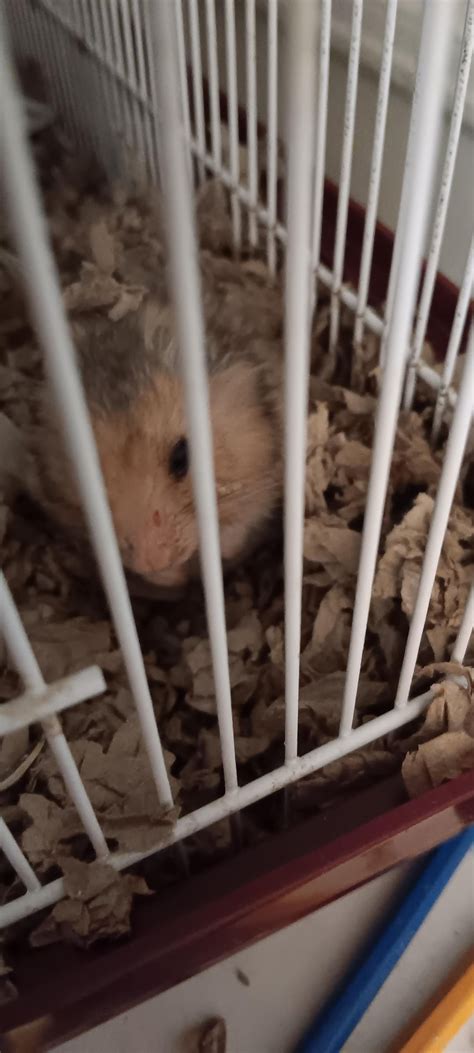 Rip Otis Hufflepuffle Hammingway The Goat Already Miss You Rhamsters