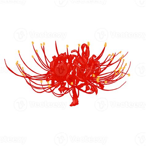 Red Spider Lily 25272010 Png