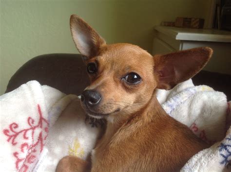Rat Terrier Chihuahua Mix Ratcha Ratchi Puppies Artofit