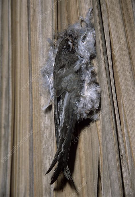 Palm Swift On Nest Stock Image Z872 0006 Science Photo Library