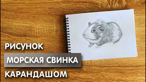 Как нарисовать морскую свинку карандашом Рисунок для начинающих поэтапно Youtube