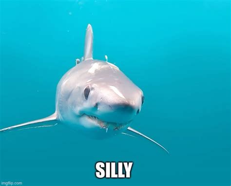 Shortfin Mako Shark Silly