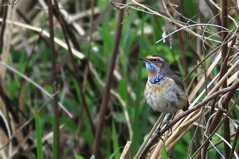 抜けちゃったオガワコマドリ Michikoの部屋
