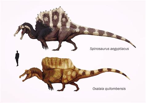 Oxalaia Vs Spinosaurus Spinosaurus Oxalaia Giganotosaurus Suchomimus