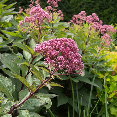 Joe Pye Weed Flower Seeds In Packets And Bulk Eden Brothers