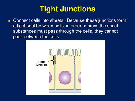 Ppt Cell Membrane Structure And Function Powerpoint Presentation