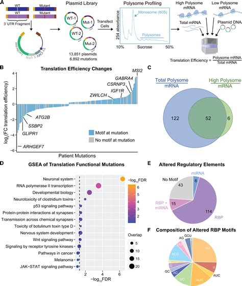 Multi Level Functional Genomics Reveals Molecular And Cellular Oncogenicity Of Patient Based 3