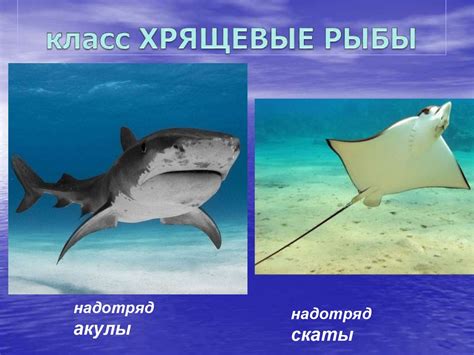 Многообразие и классификация рыб. Хрящевые рыбы - презентация онлайн