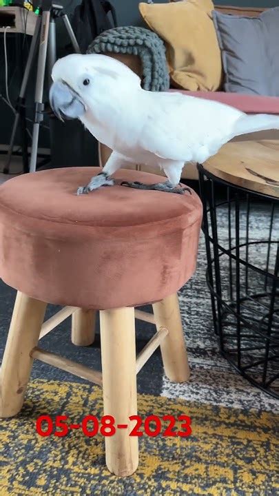 Chicky The White Youtube