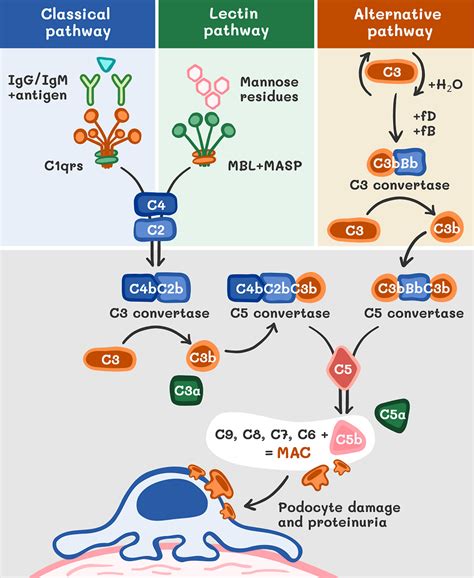 Big Mac Attack Outcomes In Membranous Nephropathy And Membrane Attack