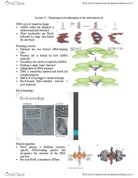 Biol 3p50 Lecture Notes Winter 2014 Lecture 18 Reca Rad51 Archaea