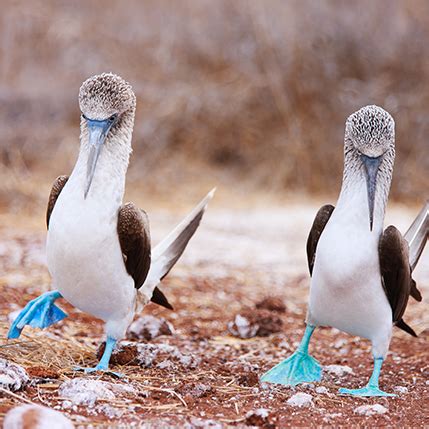 Blue Footed Boobies Mating Season Fun With Positivities